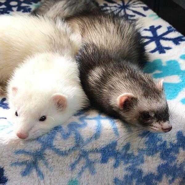 Loving and loyal Ferrets Puppy for Sale | Columbus, Ohio - $250 ...